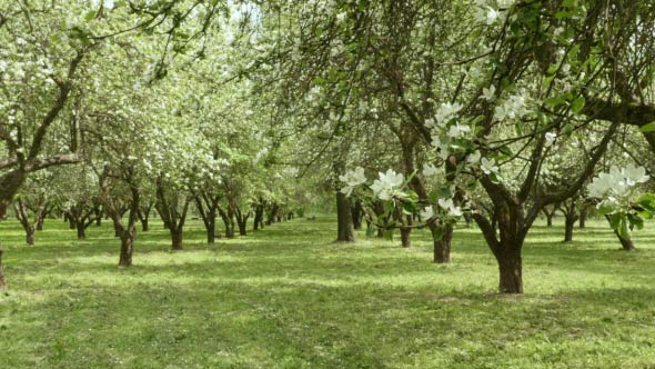 Apple Alley , Stock Footage | VideoHive