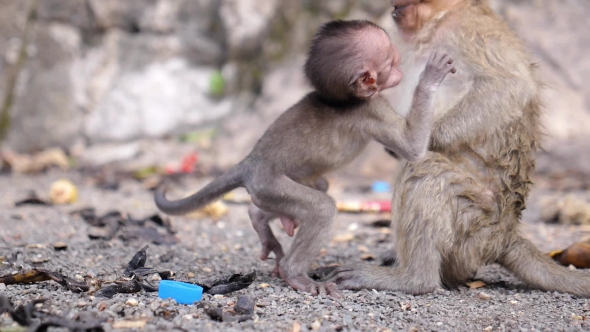 Monkey Outdoors , Stock Footage | VideoHive