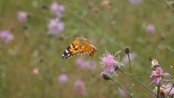 Butterfly, Stock Footage | VideoHive