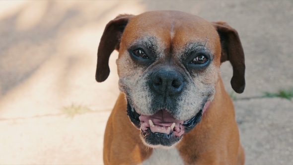 Old Happy Dog Smiling, Stock Footage | VideoHive