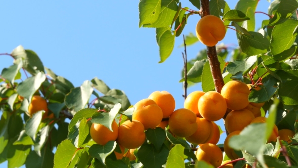 Apricot Tree Branch, Stock Footage | VideoHive