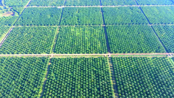 Aerial view Top-view Palm Oil Tree Plantation from above. Aerial HD ...