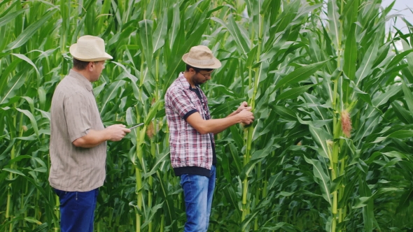 Two Farmers Working In The Field Of Corn. Learn The State Of Plants ...
