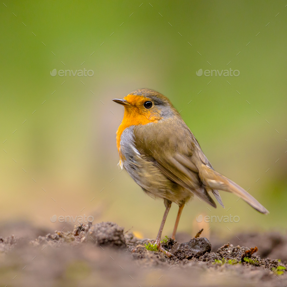 Curious Red Robin looking over shoulder Stock Photo by CreativeNature_nl