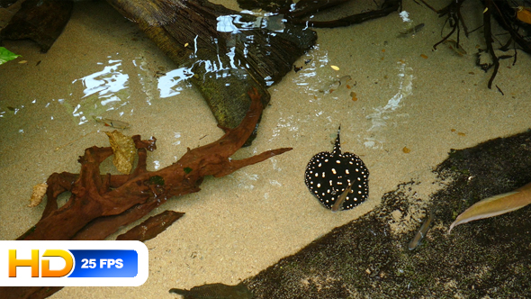 Black Diamond Ray in Tropical Bay, Stock Footage | VideoHive