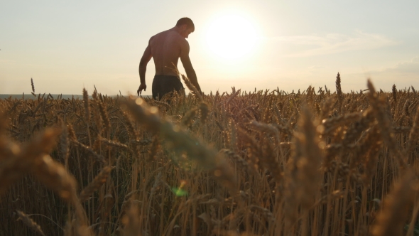 Male Hand Moving Over Wheat Growing On The Field. Young Man Running ...