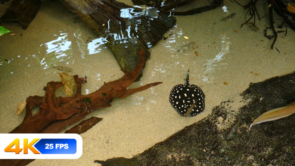 Black Diamond Ray in Tropical Bay, Stock Footage | VideoHive