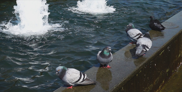Pigeons In Fountain, Stock Footage | VideoHive
