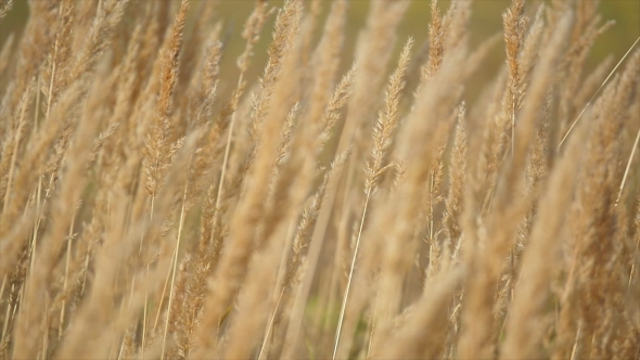 Dry Reed , Stock Footage | VideoHive