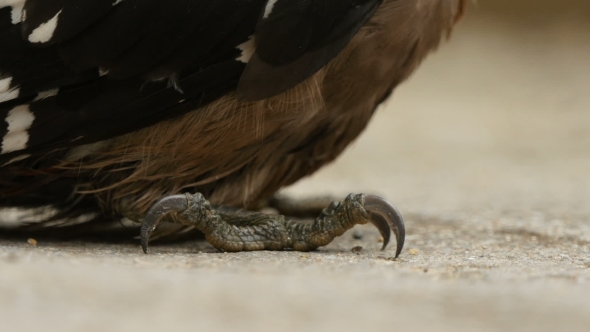 Powerful Feet And Talons, Stock Footage | VideoHive