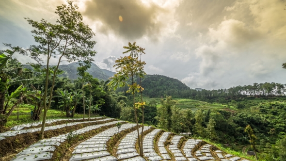 Fields, Cascade Terrace In The Mountains. - Java, Indonesia, June 2016 ...