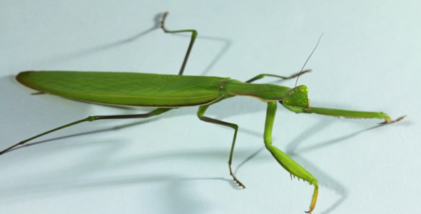 The Common Praying Mantis On A White Background, Stock Footage | VideoHive