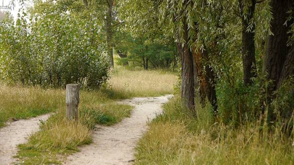 Summer Forest Path, Stock Footage | VideoHive