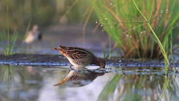 Snipe Looking for Food, Bird Hunting, Stock Footage | VideoHive