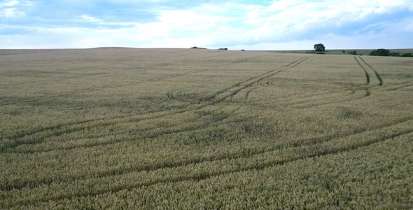 Aerial Footage Of Wheatfield 13, Stock Footage | VideoHive