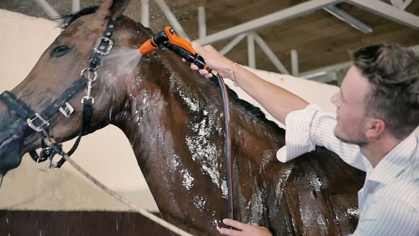 Young Man Cleaning The Horse In The Stall, Stock Footage | VideoHive