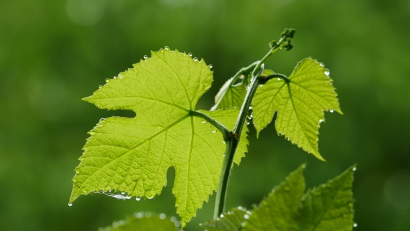 The Bush Vine, Stock Footage | VideoHive