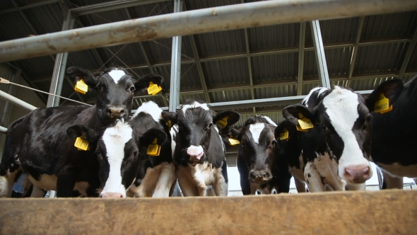 Purebred Cows On The Farm, Stock Footage | VideoHive