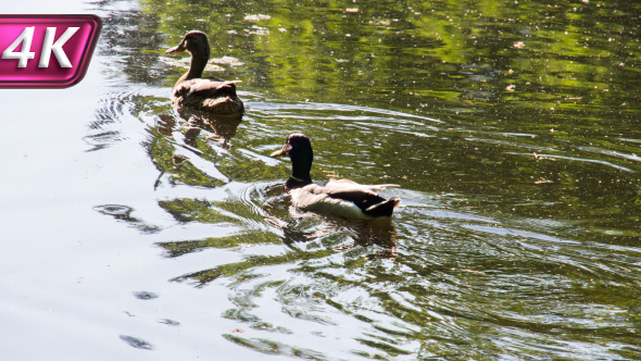 Ducks in the Marsh Pond, Stock Footage | VideoHive