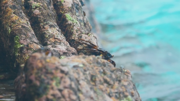 Crabs And Rockskippers On The Rock At The Beach, Stock Footage | VideoHive