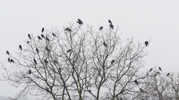 Black Ravens on the Tree Branch, Stock Footage | VideoHive