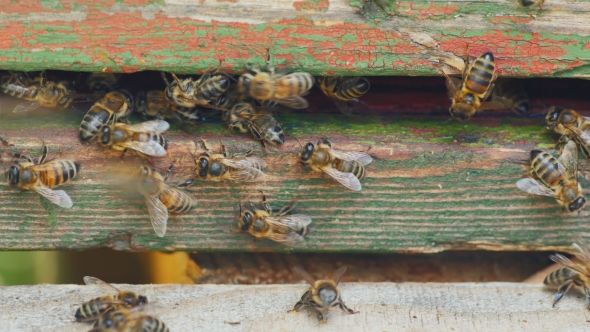 Many Bees Crawl At The Entrance To The Hive, Stock Footage | VideoHive