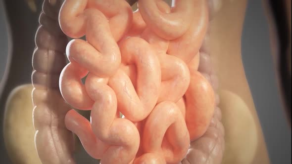 Realistic 3D Medical Animation of Intestinal Workings, Motion Graphics