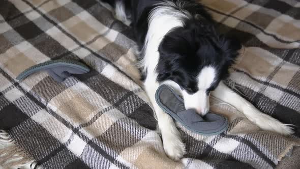 Naughty Playful Puppy Dog Border Collie After Mischief Biting Slipper ...