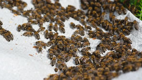 A Swarm of Bees Crawling, Macro Shot in . A Colony of Bees Crawling on ...