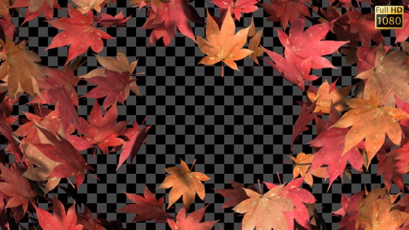 Autumn Leaves Transition, Motion Graphics | VideoHive