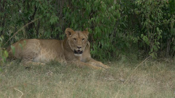 Spotted lioness lying down near bushes, Stock Footage | VideoHive