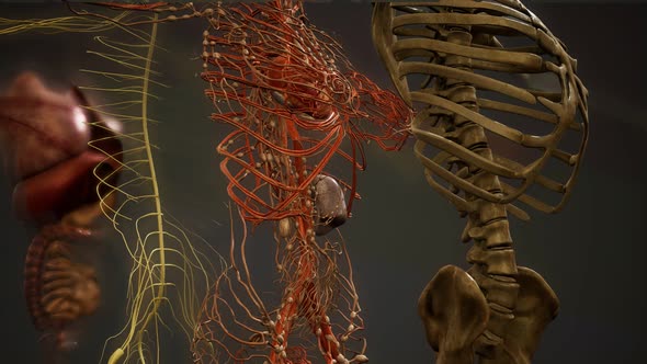 Animated 3D Human Anatomy Illustration, Motion Graphics | VideoHive