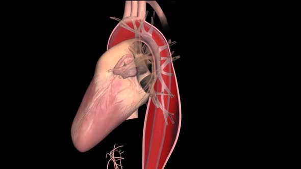 Human Circulatory System Heart Beat Anatomy Animation Concept. 3D ...