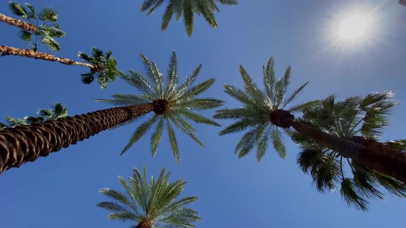 Camera looks up as it moves past rows a palm trees, Stock Footage ...