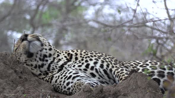 A sleepy leopard being bothered by flies., Stock Footage | VideoHive