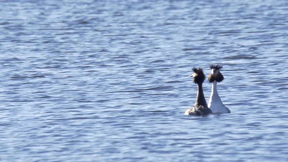 Great Crested Grebes Mating Dance, Stock Footage | VideoHive