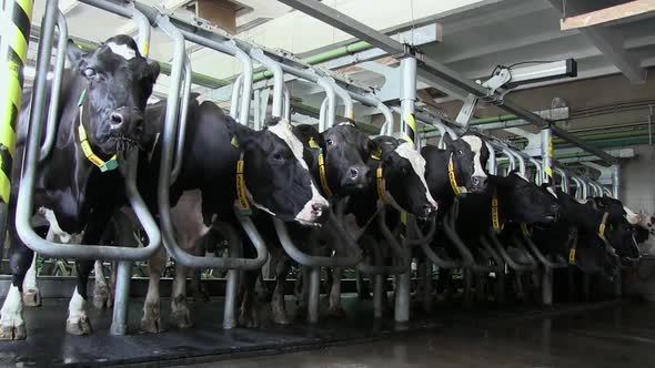 Cows Stand In The Stall During Milking On The Farm Factory, Stock Footage