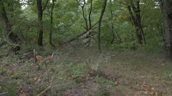 Autumn forest trees 4K 2160p UHD footage - Trail through trees 4K ...