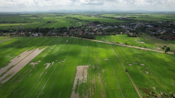 The Paddy Rice Fields of Kedah and Perlis, Malaysia, Stock Footage