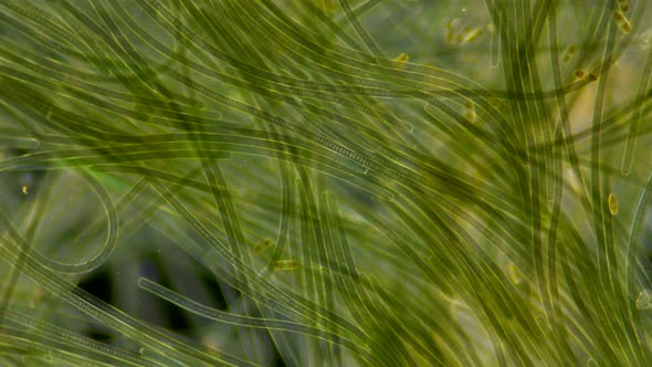Green Algae of the Cyanobacteria Oscillatoria Under the Microscope, the ...