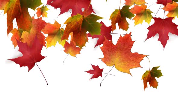 Maple Leaves Transitions, Motion Graphics | VideoHive