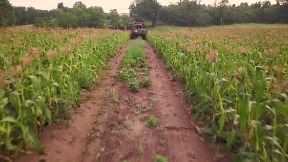 Ascending aerial view of workers in field picking fresh corn with ...