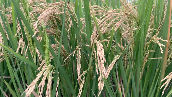 Closeup of Spikelets of Growing Rice by domarevatanya | VideoHive