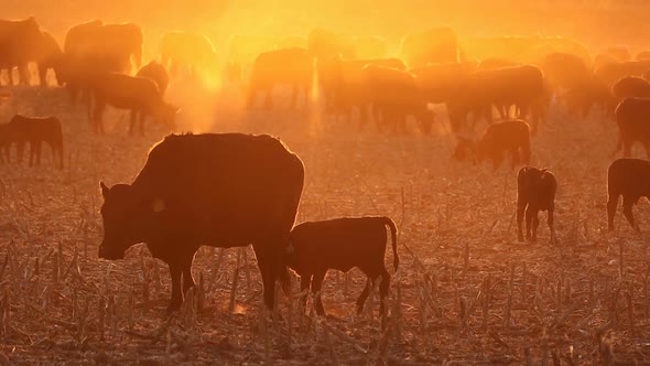 Cattle In Dust At Sunset, Stock Footage | VideoHive