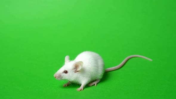 White Rat on a Green Screen, Stock Footage | VideoHive