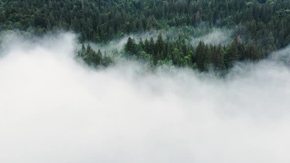 Clouds Over Treetops Mountain Forest in Rainy Weather with Fog and Mist ...
