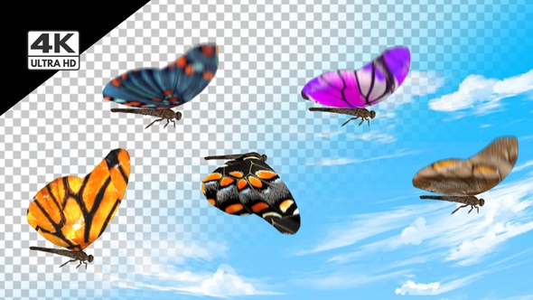 Butterfly Pack 4k, Motion Graphics | VideoHive