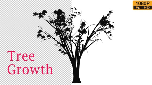 Tree Growing Silhouette, Motion Graphics | VideoHive