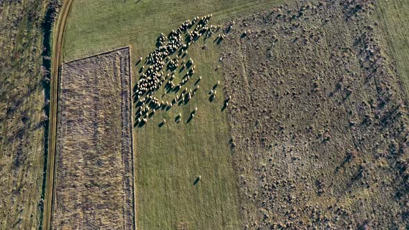 Grazing herd drone view, Stock Footage | VideoHive