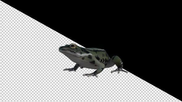 Frog İdle Loop, Motion Graphics | VideoHive